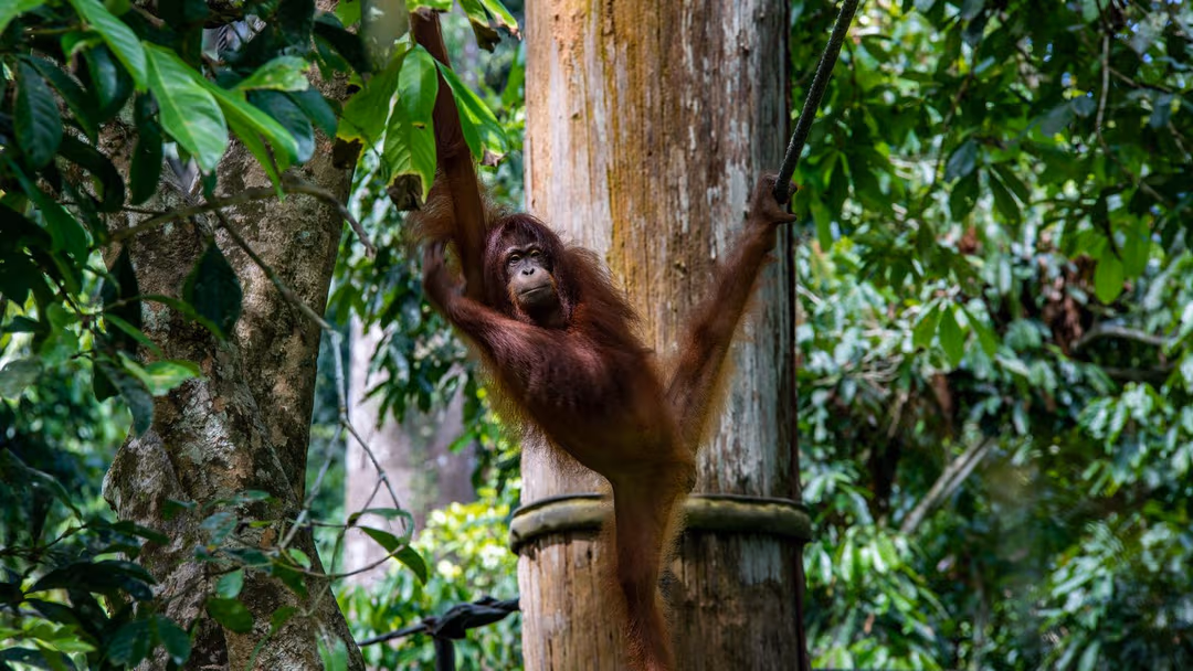 Journeys: Best of Borneo | G Adventures